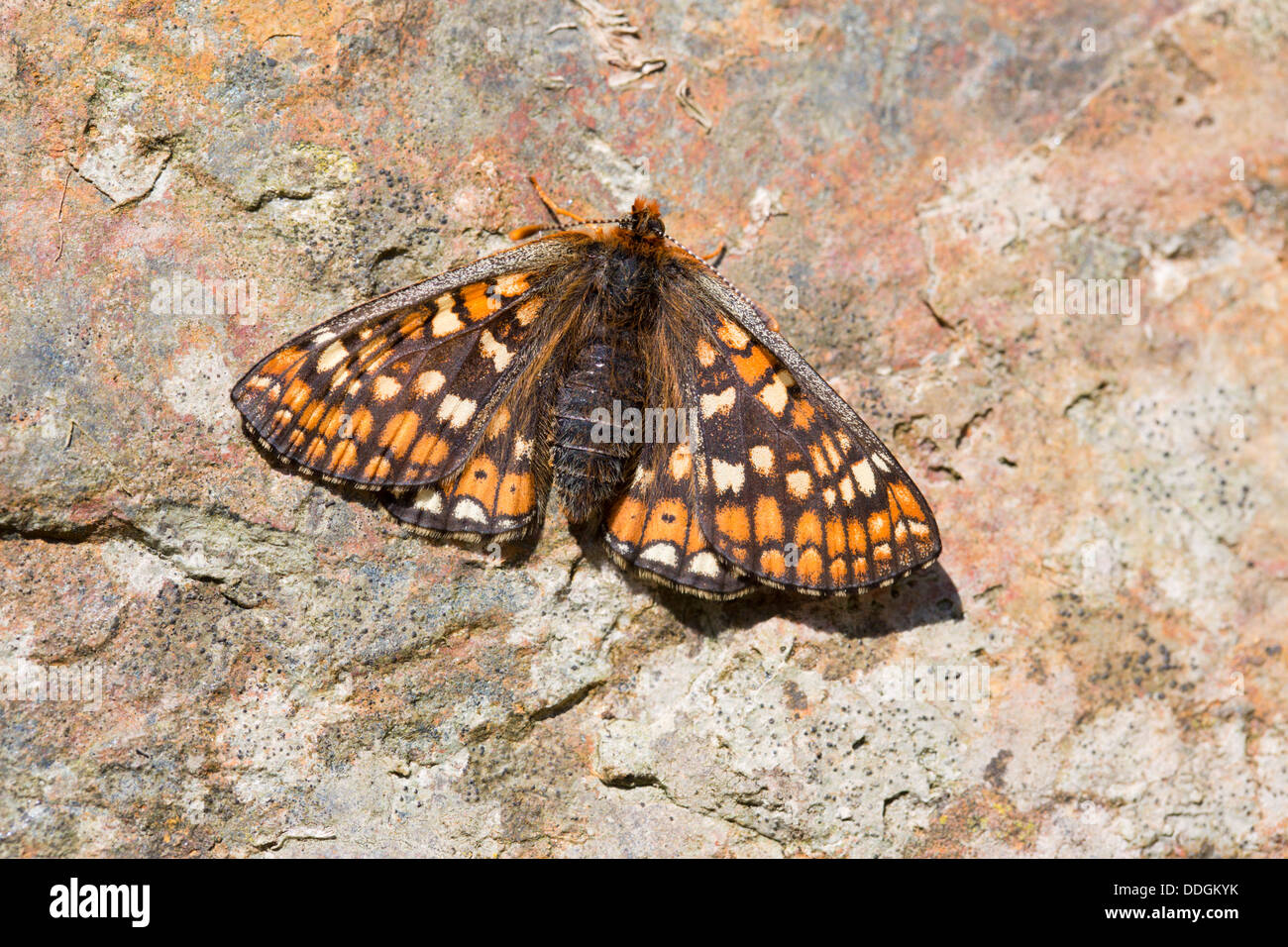 Marsh Fritillary Butterfly; Euphydryas aurinia; UK Stock Photo - Alamy