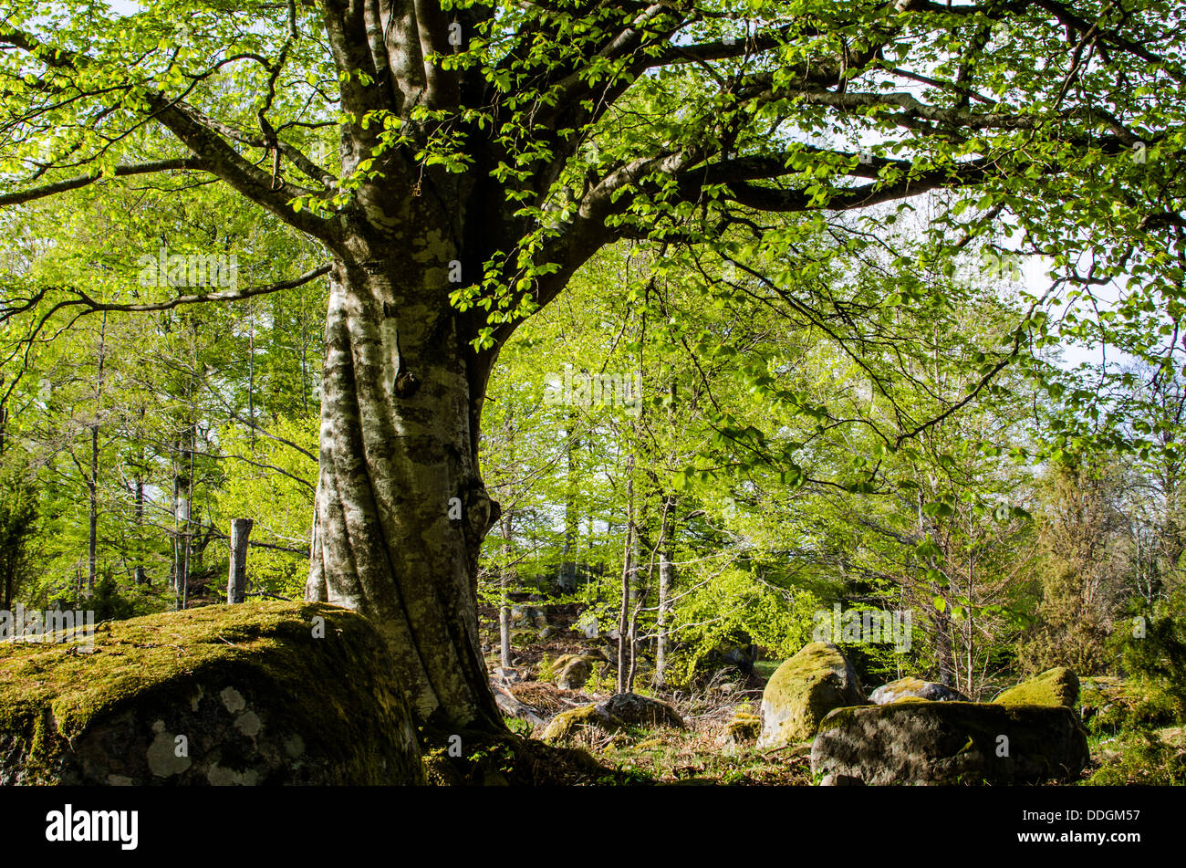 Old beech and a mossy rock at springtime in a swedish deciduous forest ...
