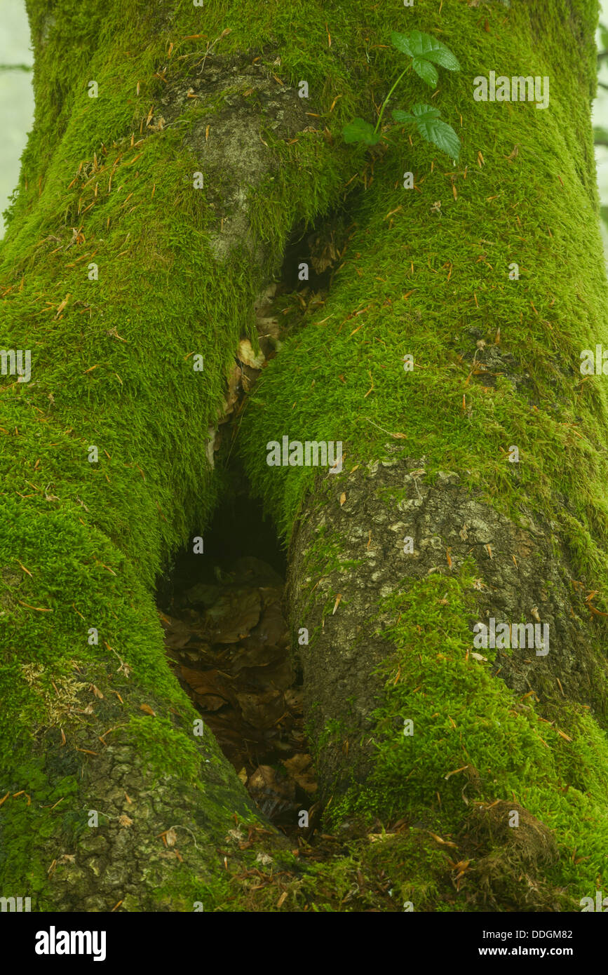 Beech tree vertical hi-res stock photography and images - Alamy