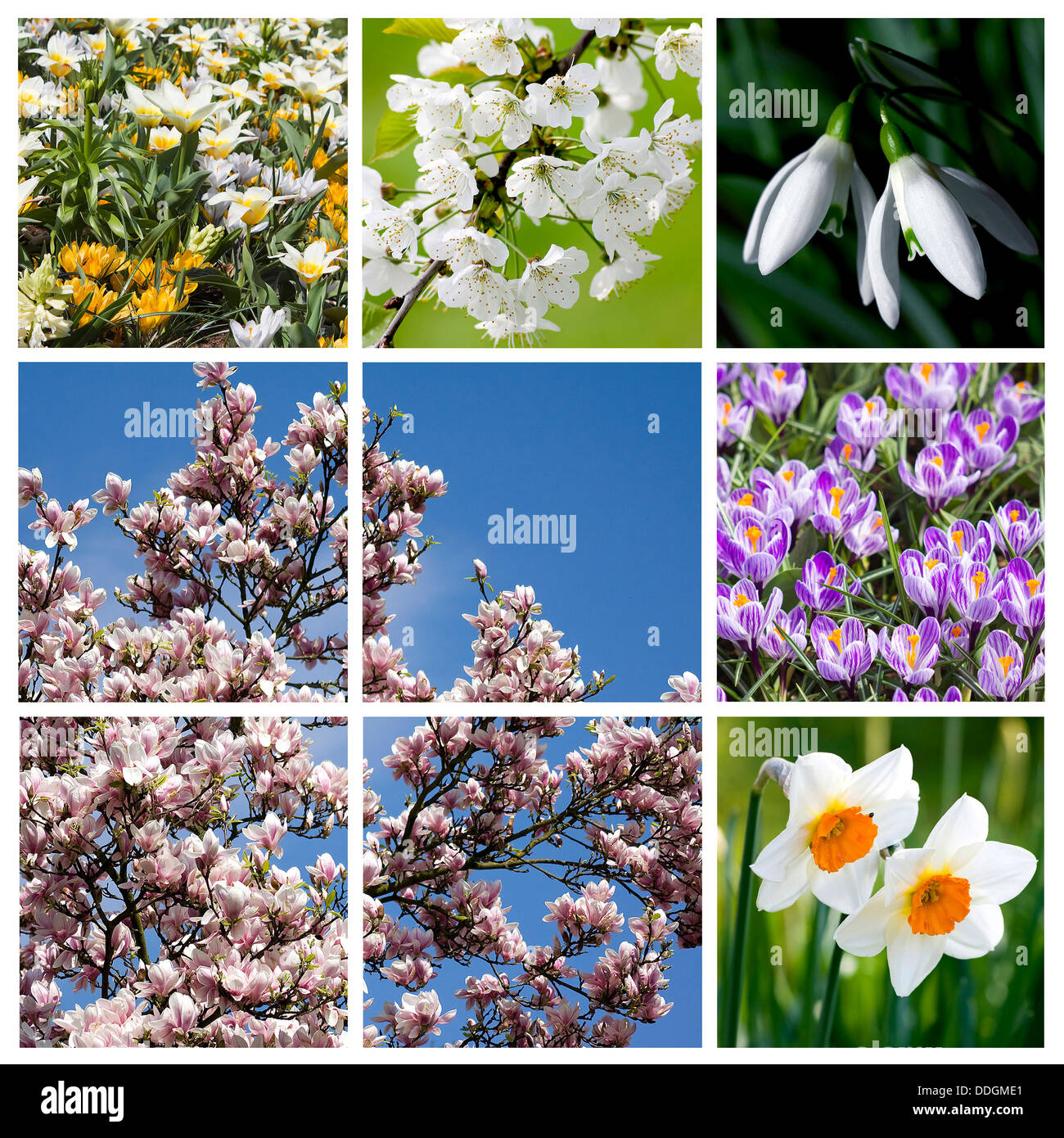 Collage with spring flowers Stock Photo - Alamy