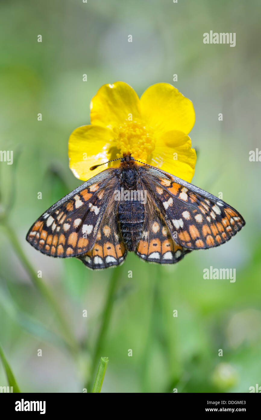 Marsh Fritillary Butterfly; Euphydryas aurinia; Spring; UK Stock Photo ...