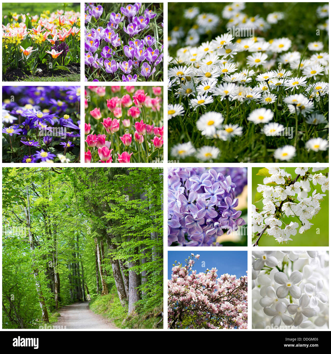 Collage with spring flowers Stock Photo - Alamy