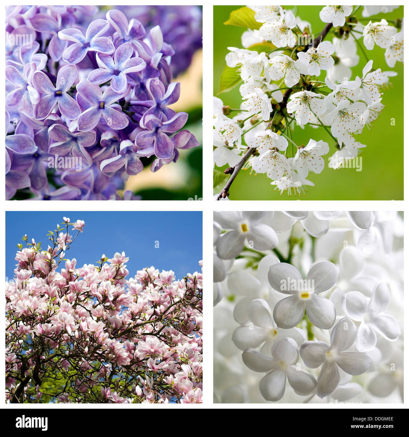 Collage with spring flowers Stock Photo - Alamy