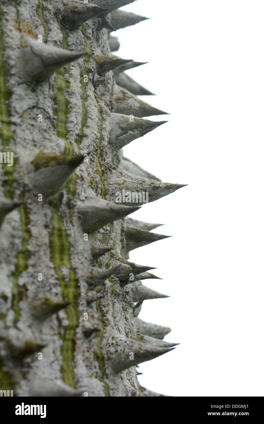 Macro shot of thorns on a tree bark isolated on white Stock Photo - Alamy