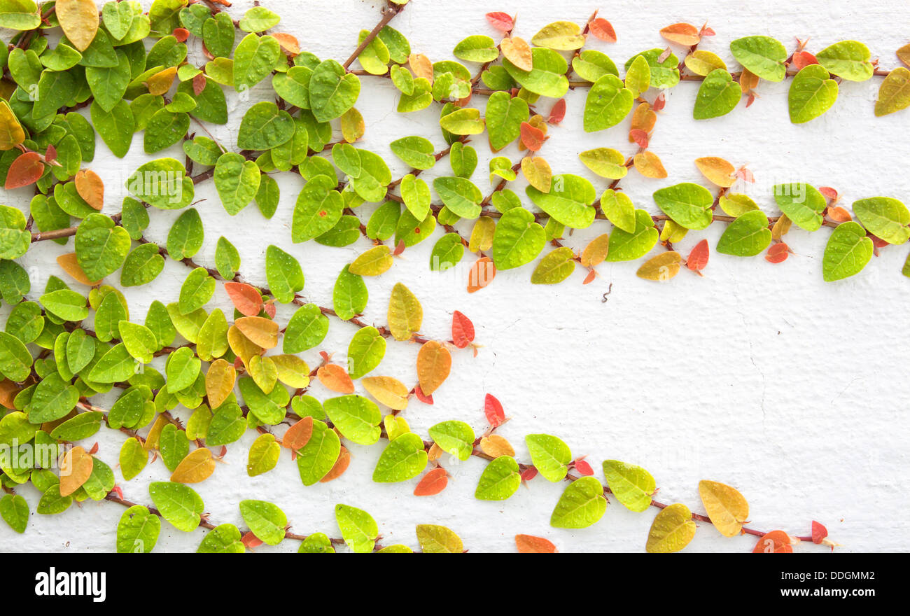 Fig tree wall hi-res stock photography and images - Alamy