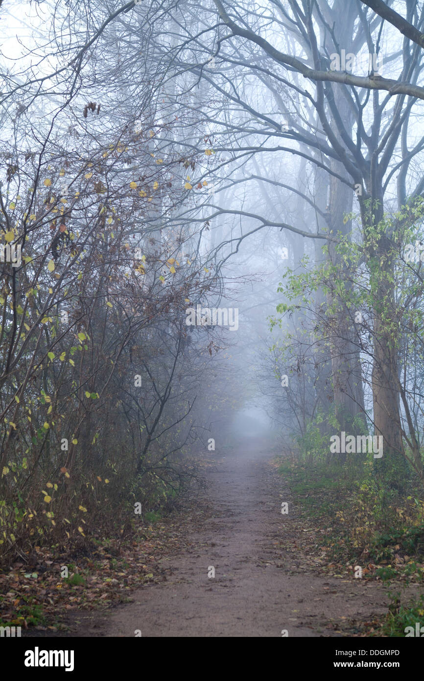 path in forest with fog Stock Photo - Alamy