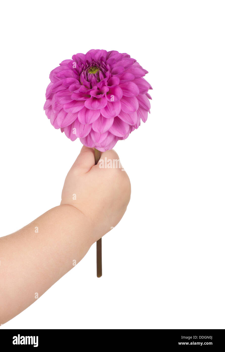 baby hand holding flower Stock Photo - Alamy