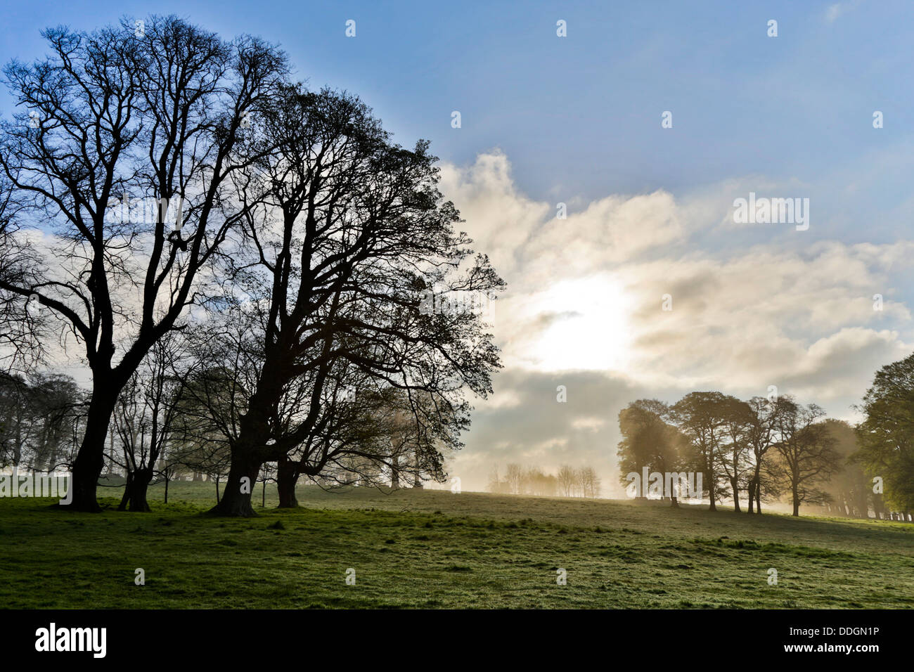 Parkland trees hi-res stock photography and images - Alamy