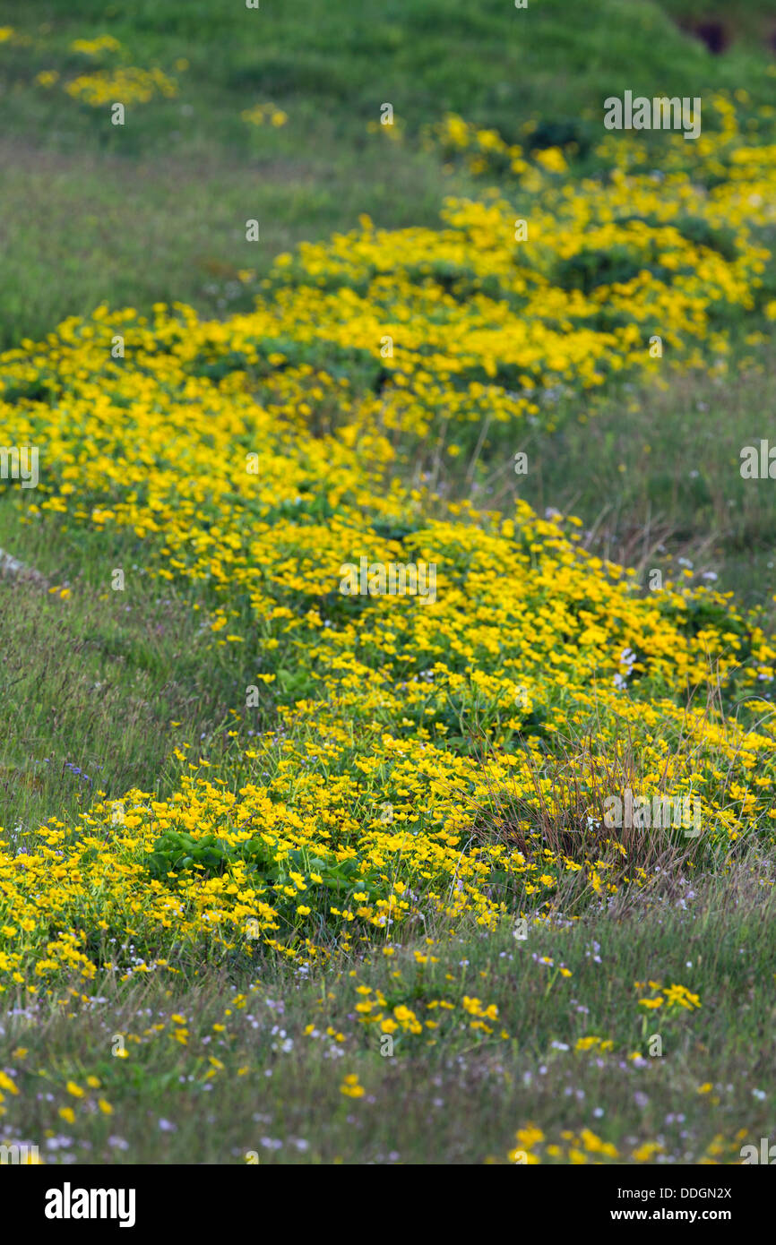 Marsh Marigold; Caltha palustris; Flower; Burravoe; Shetland; UK Stock ...