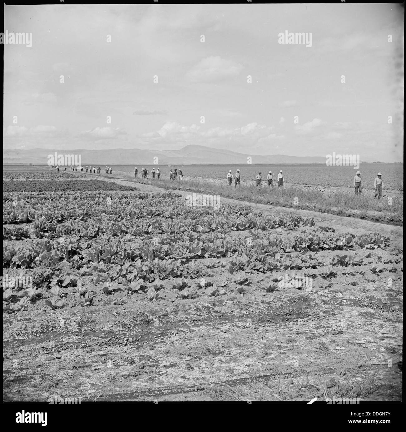 A view of the farm at the Tule Lake Relocation Center in Newell ...