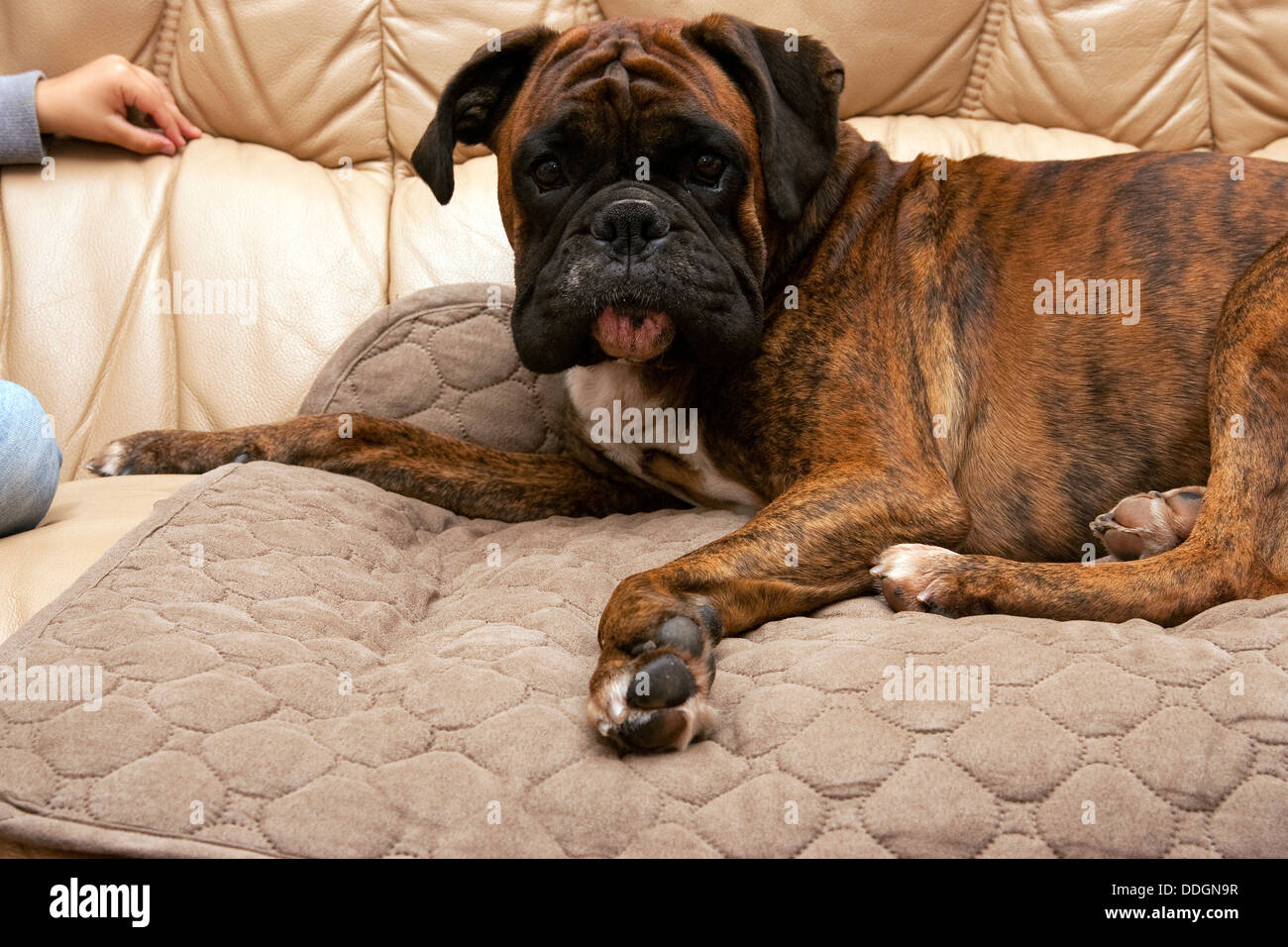 Family photos boxer dog sprawled Stock Photo - Alamy