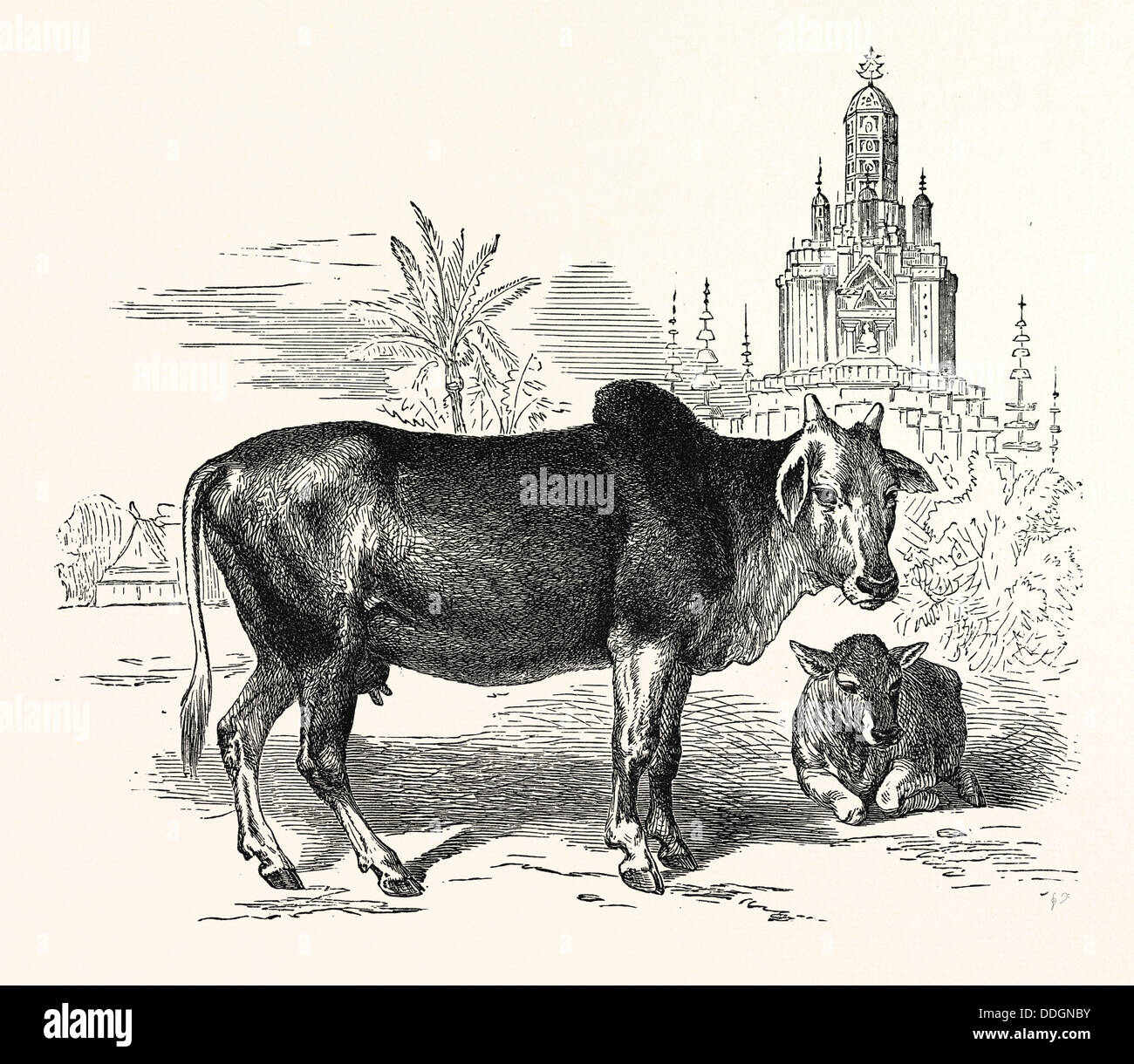 THE INDIAN ZEBU (Bos indicus). Sometimes known as humped cattle or ...