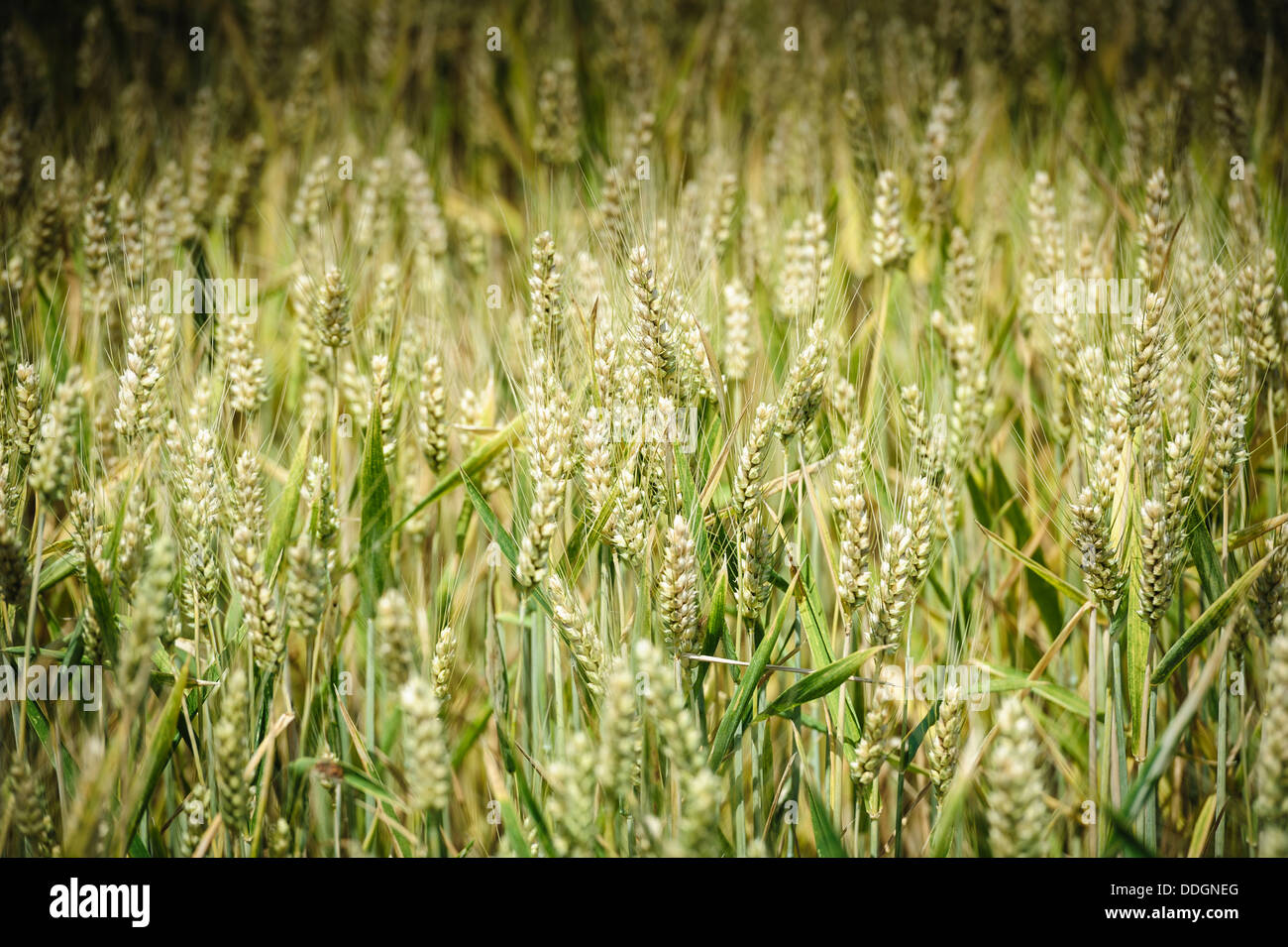 Wheatfield near the village of Bœrsch, Alsace, France Stock Photo - Alamy