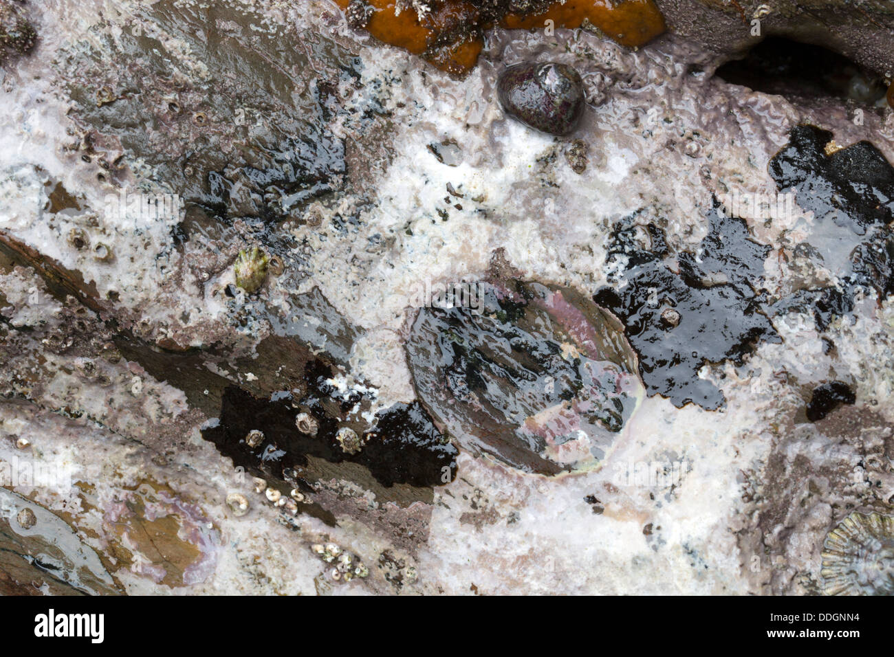 Limpet Home Scar; Cornwall; UK Stock Photo - Alamy