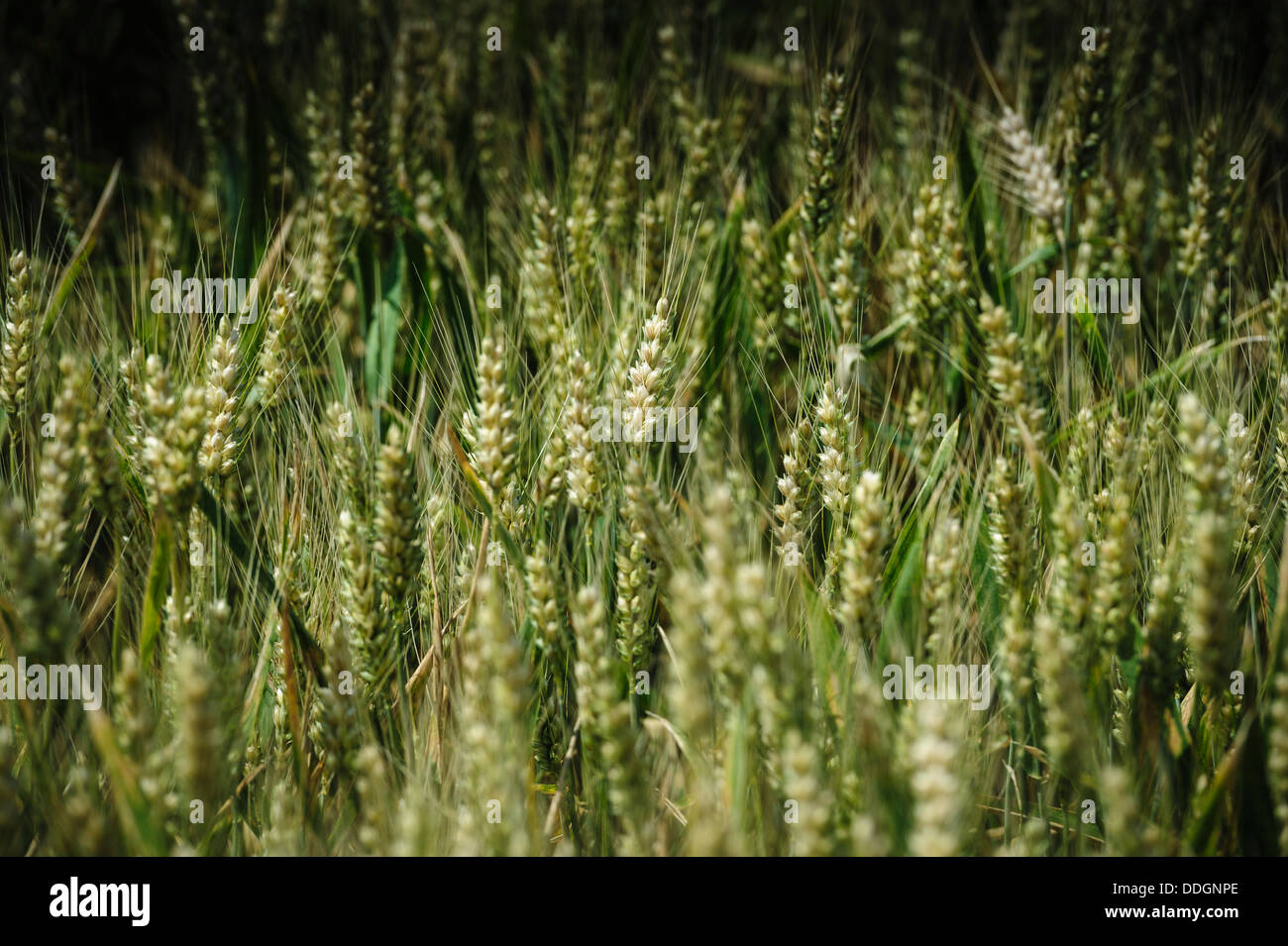 Wheatfield Bœrsch Alsace, France Stock Photo - Alamy