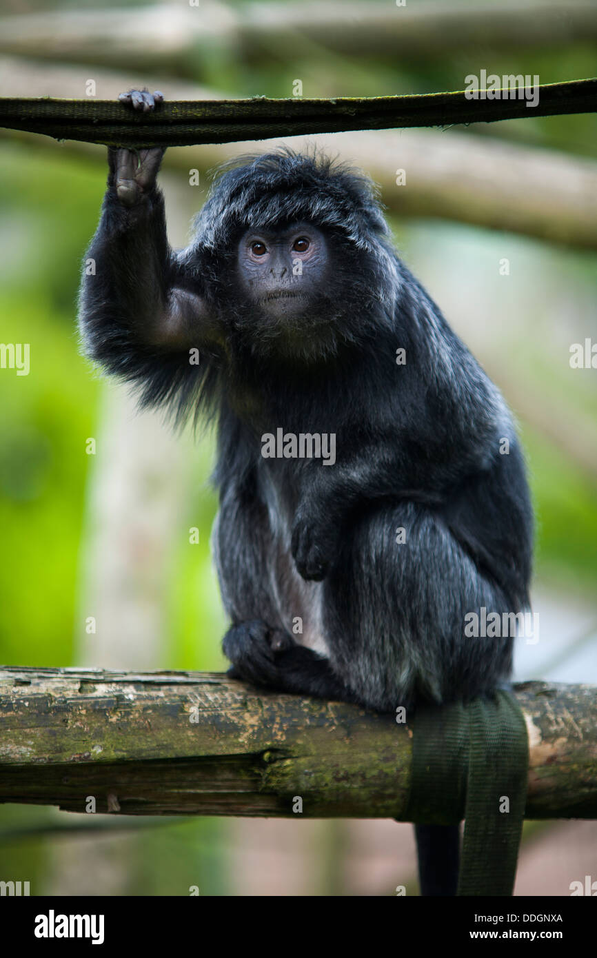 Lion belfast zoo hi-res stock photography and images - Alamy
