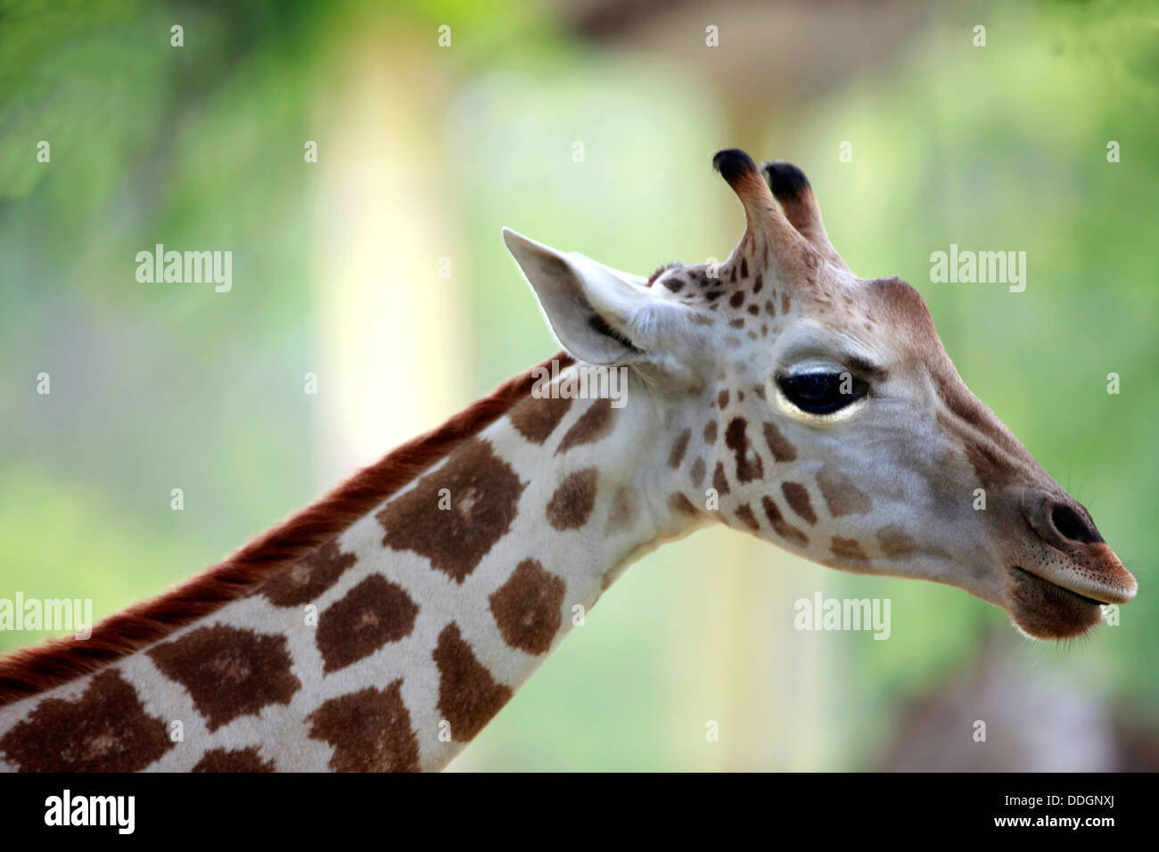 Giraffe, young, baby, Animal,Wildlife,India Stock Photo - Alamy