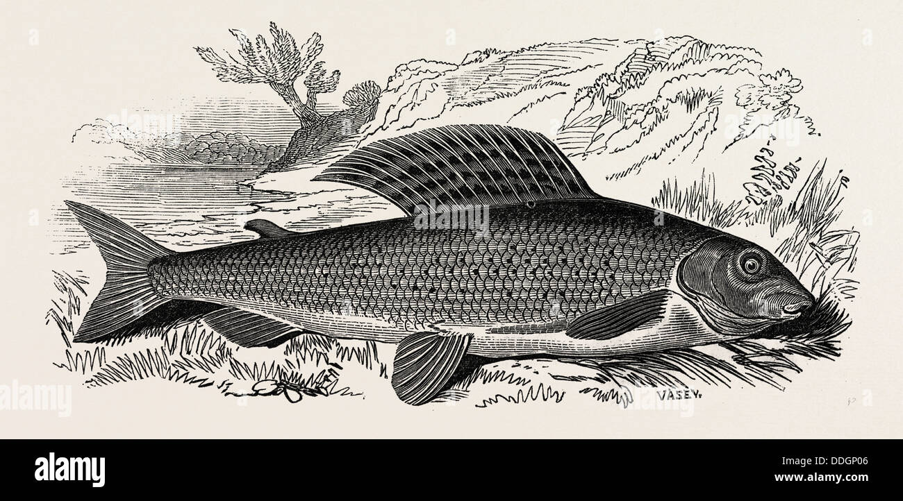 Thymallus grayling hi-res stock photography and images - Alamy