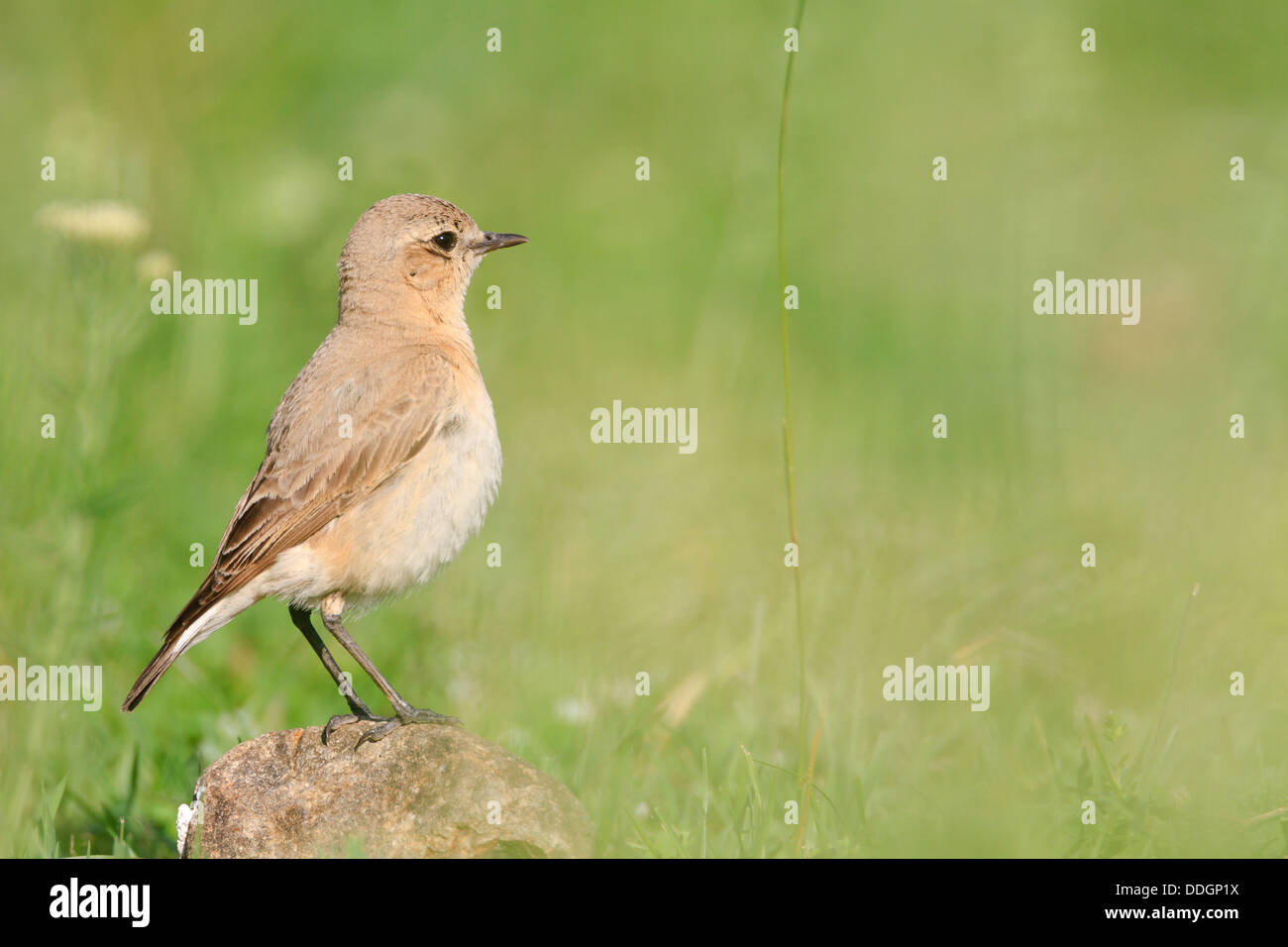 Isabelline wheatear oenanthe isabellina hi-res stock photography and ...