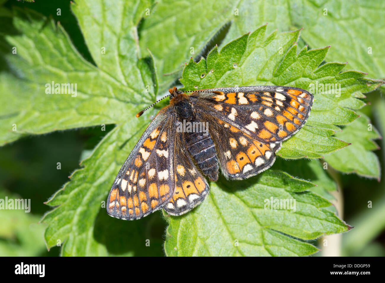 Marsh fritillary butterfly hi-res stock photography and images - Alamy