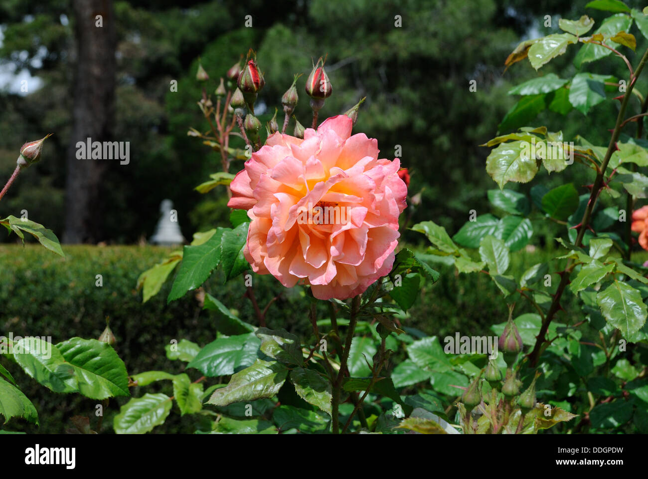 Rose at Rosaleda in Retiro Park, Madrid, Spain Stock Photo - Alamy
