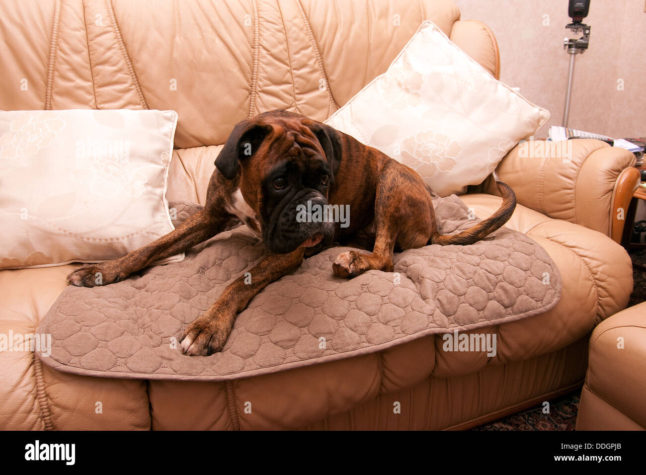 boxer dog sprawled sofa looking creased brow Stock Photo - Alamy