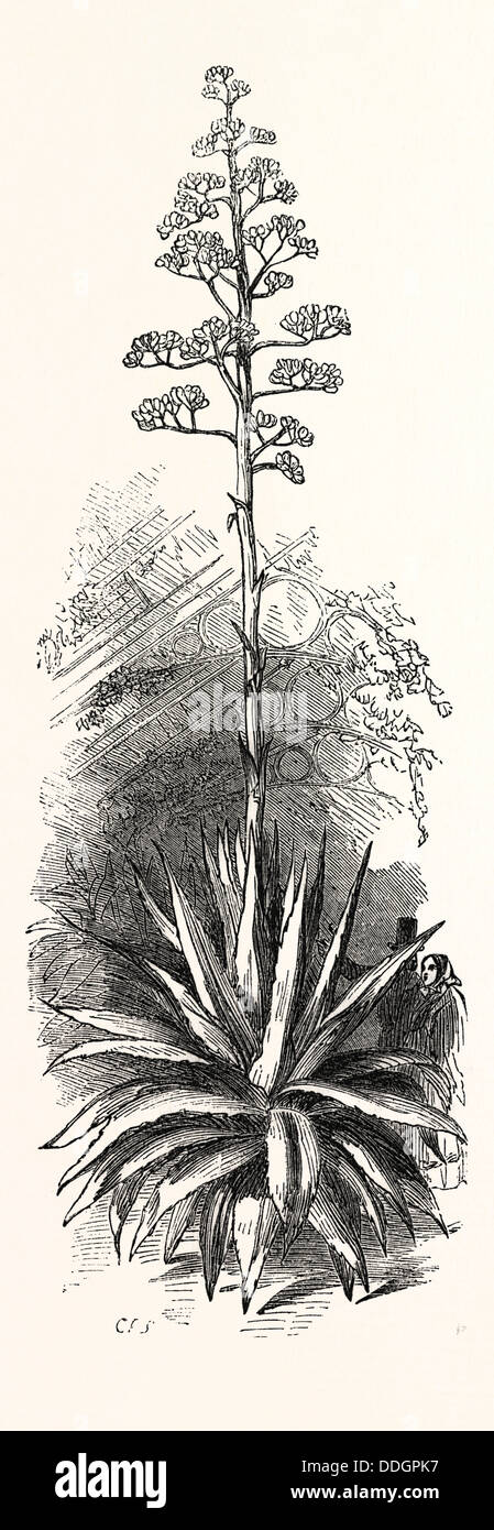 THE AMERICAN ALOE Stock Photo - Alamy