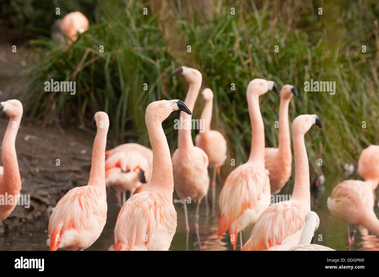 110 130 cm hi-res stock photography and images - Alamy