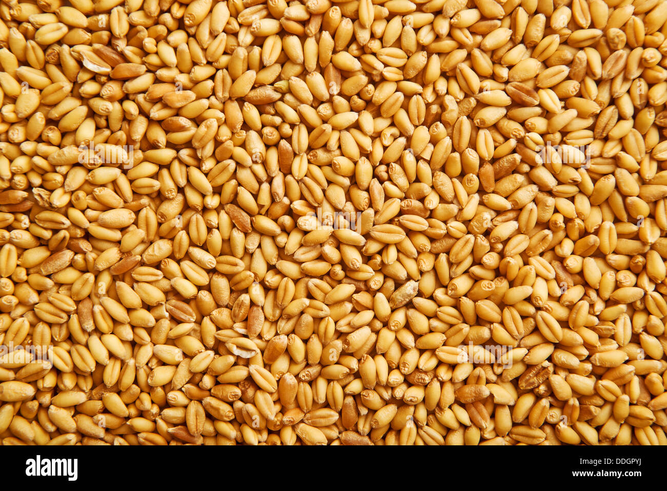 Wheat grains as agricultural background. Wheat grains texture Stock ...