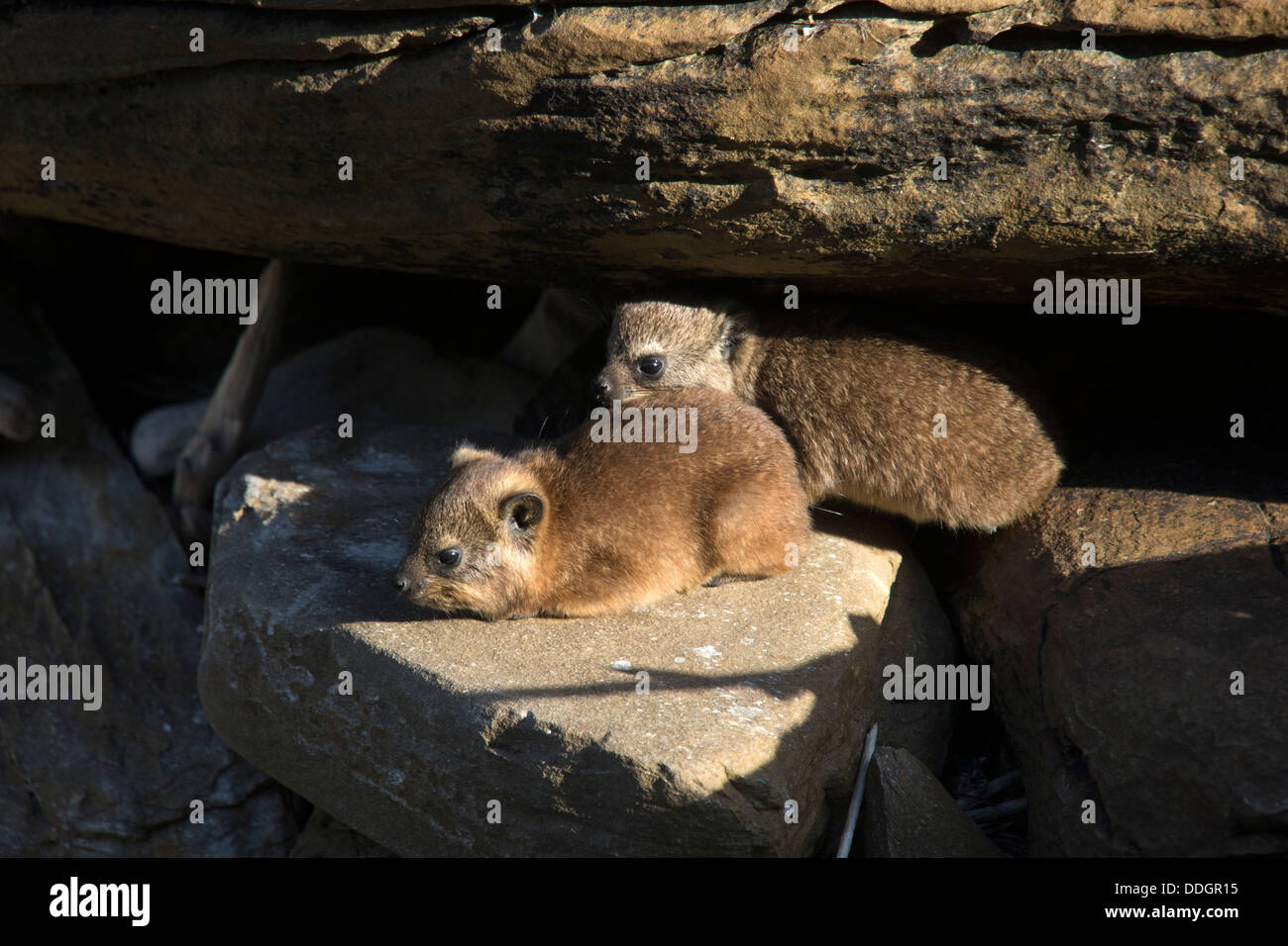 Hyraxes High Resolution Stock Photography and Images - Alamy