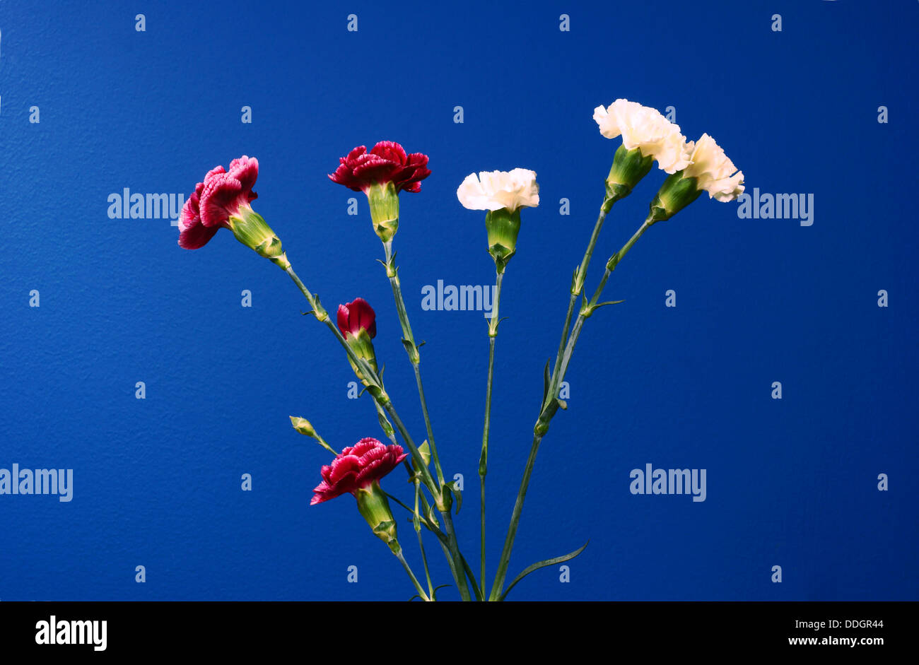 A bouquet of white and red carnations Stock Photo - Alamy