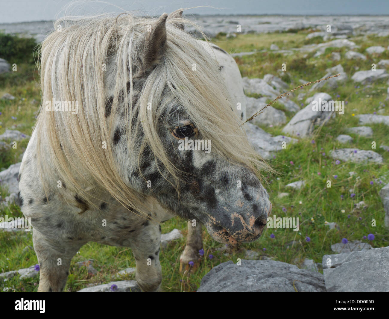 Wild Irish Pony Stock Photo - Alamy