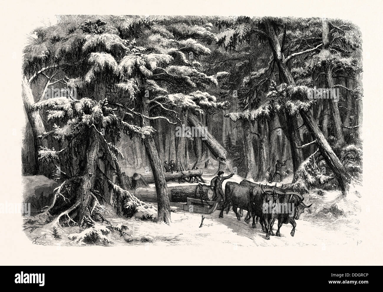 Lumbermen hi-res stock photography and images - Alamy