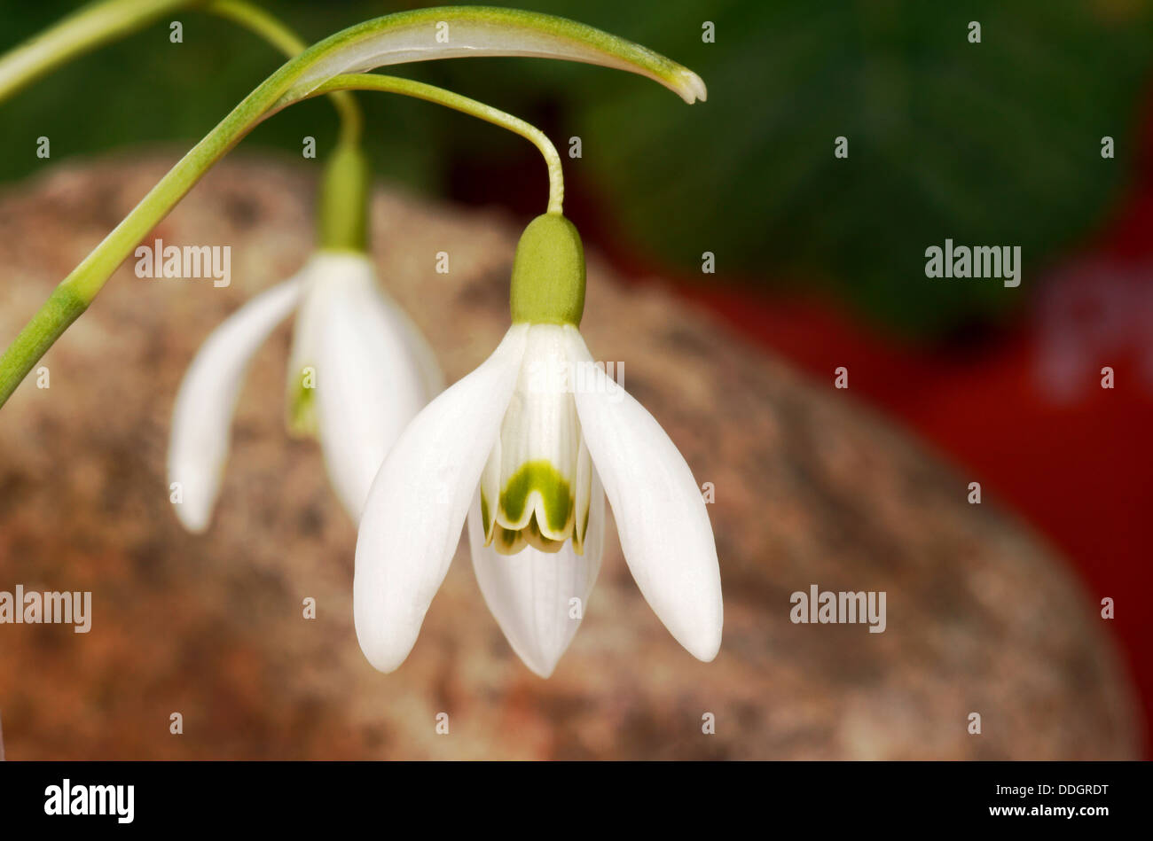 white common snowdrop flower in spring Stock Photo - Alamy