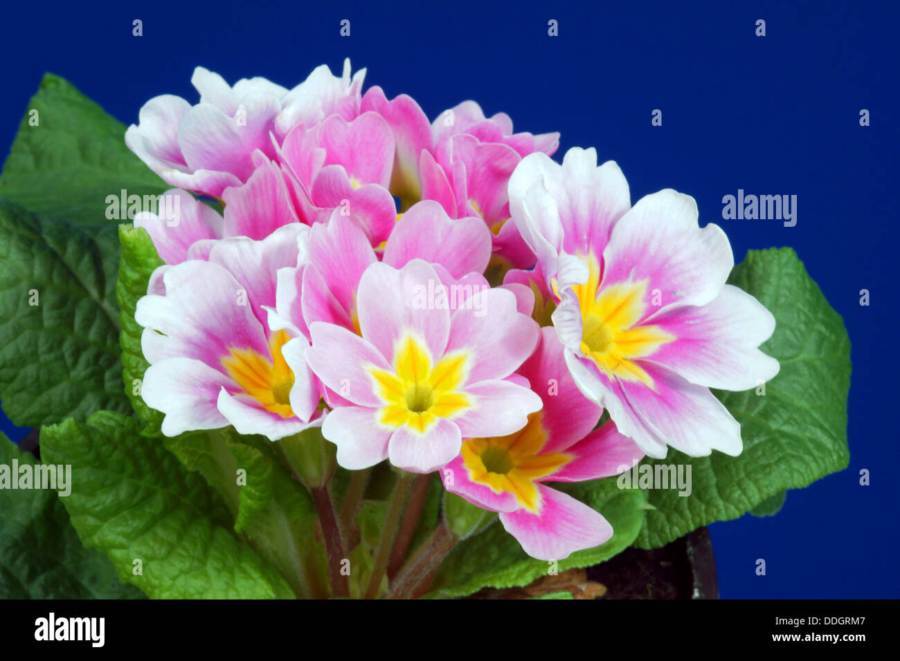 Small, spring flowers primroses, Poland Stock Photo - Alamy
