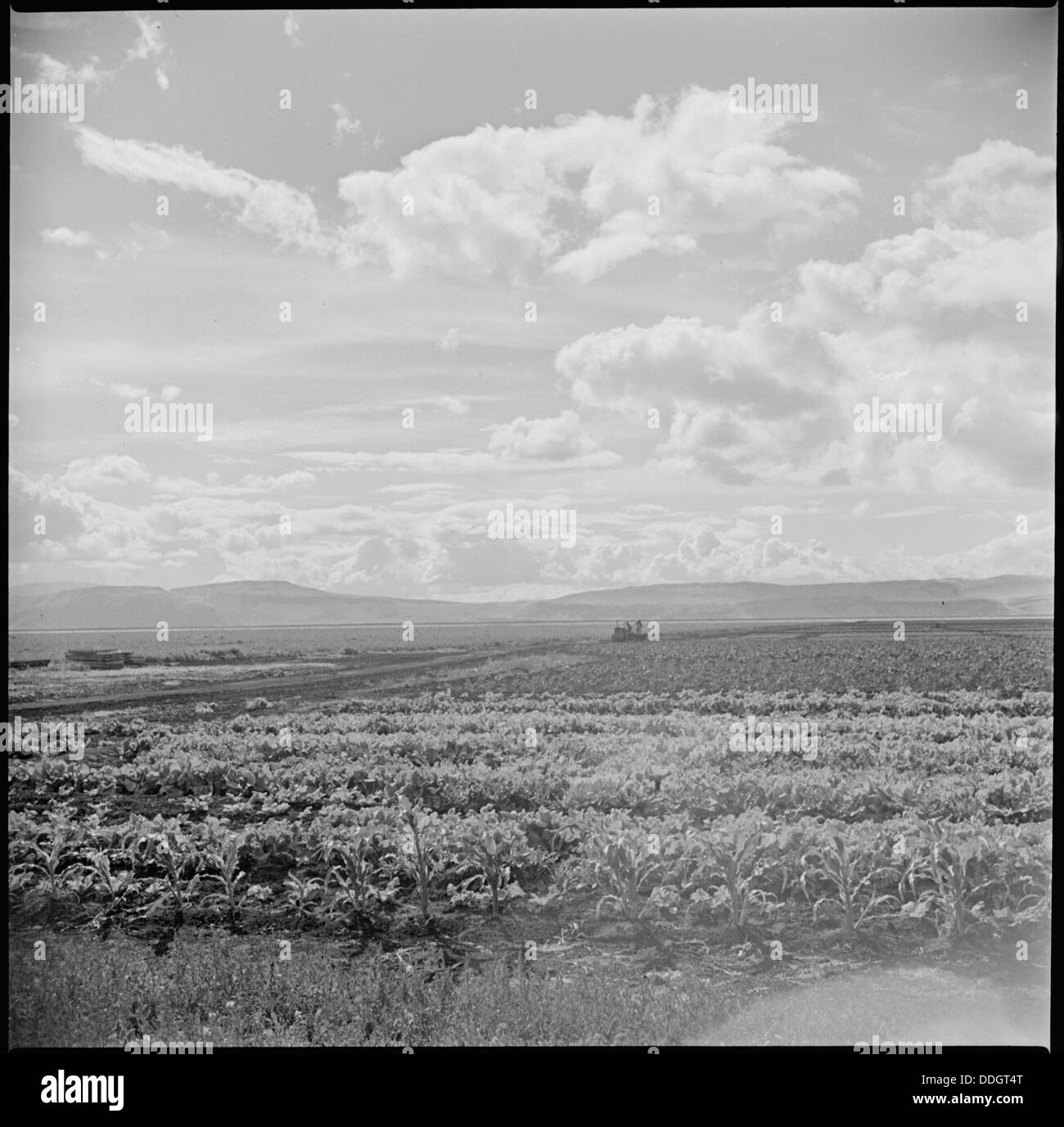 A view of the farm at the Tule Lake Relocation Center in Newell ...