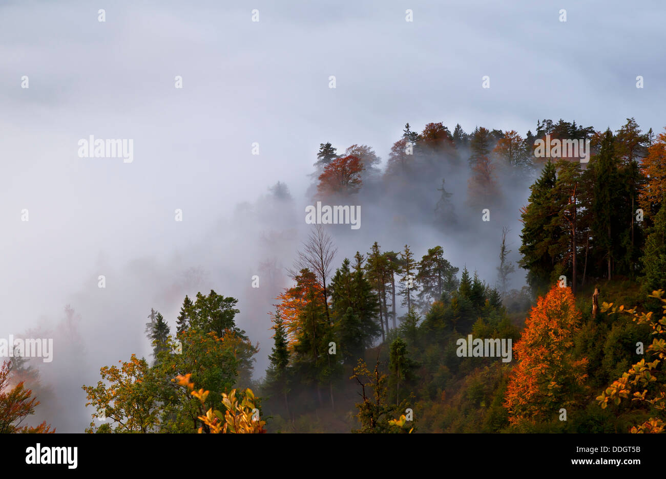 autumn alpine forest in fog Stock Photo - Alamy