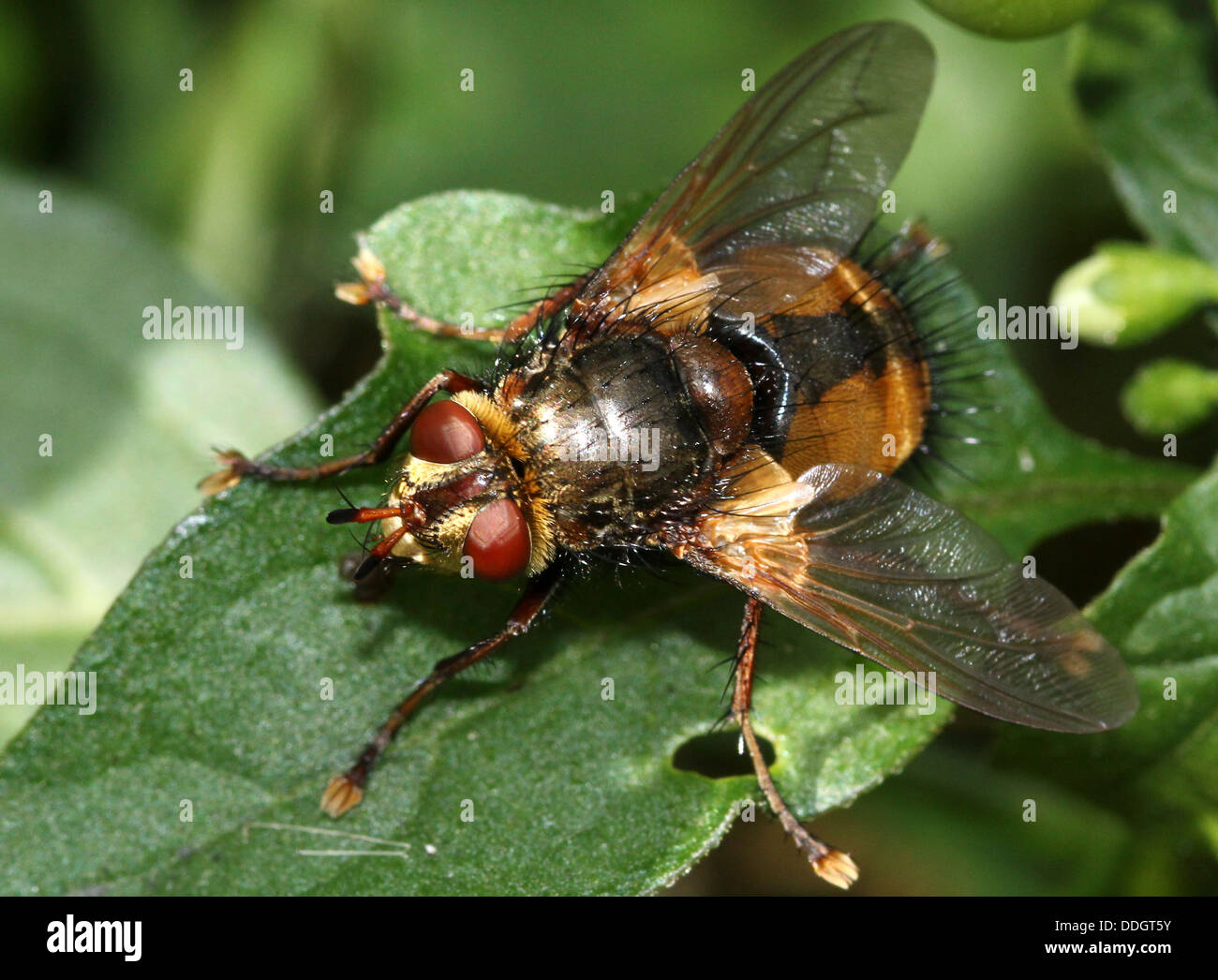 Tachinaire hi-res stock photography and images - Alamy