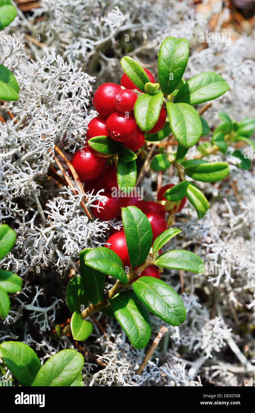 close-up of berry cranberries and moss in the forest Stock Photo - Alamy