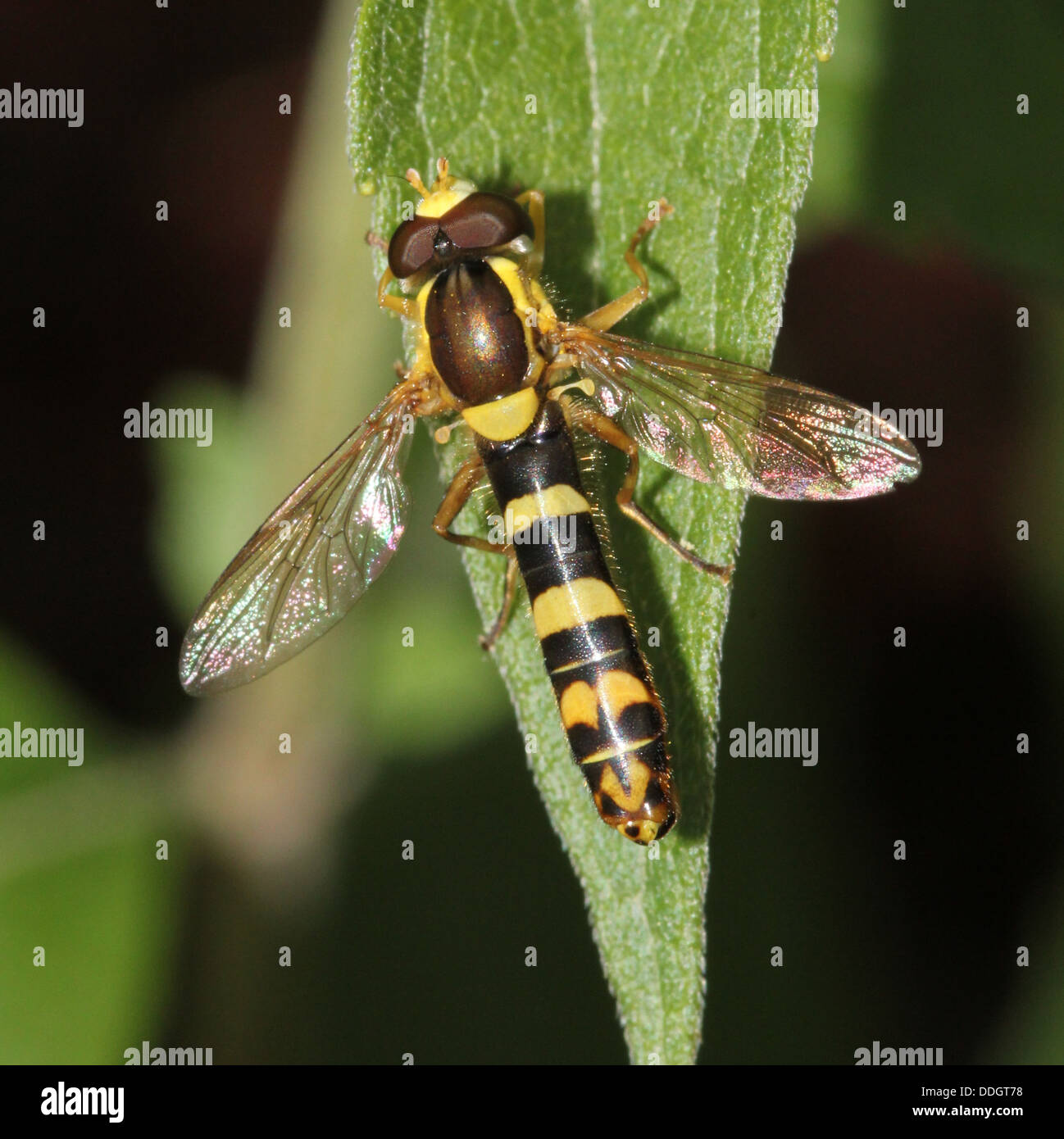 Long Hoverfly (Sphaerophoria scripta Stock Photo - Alamy