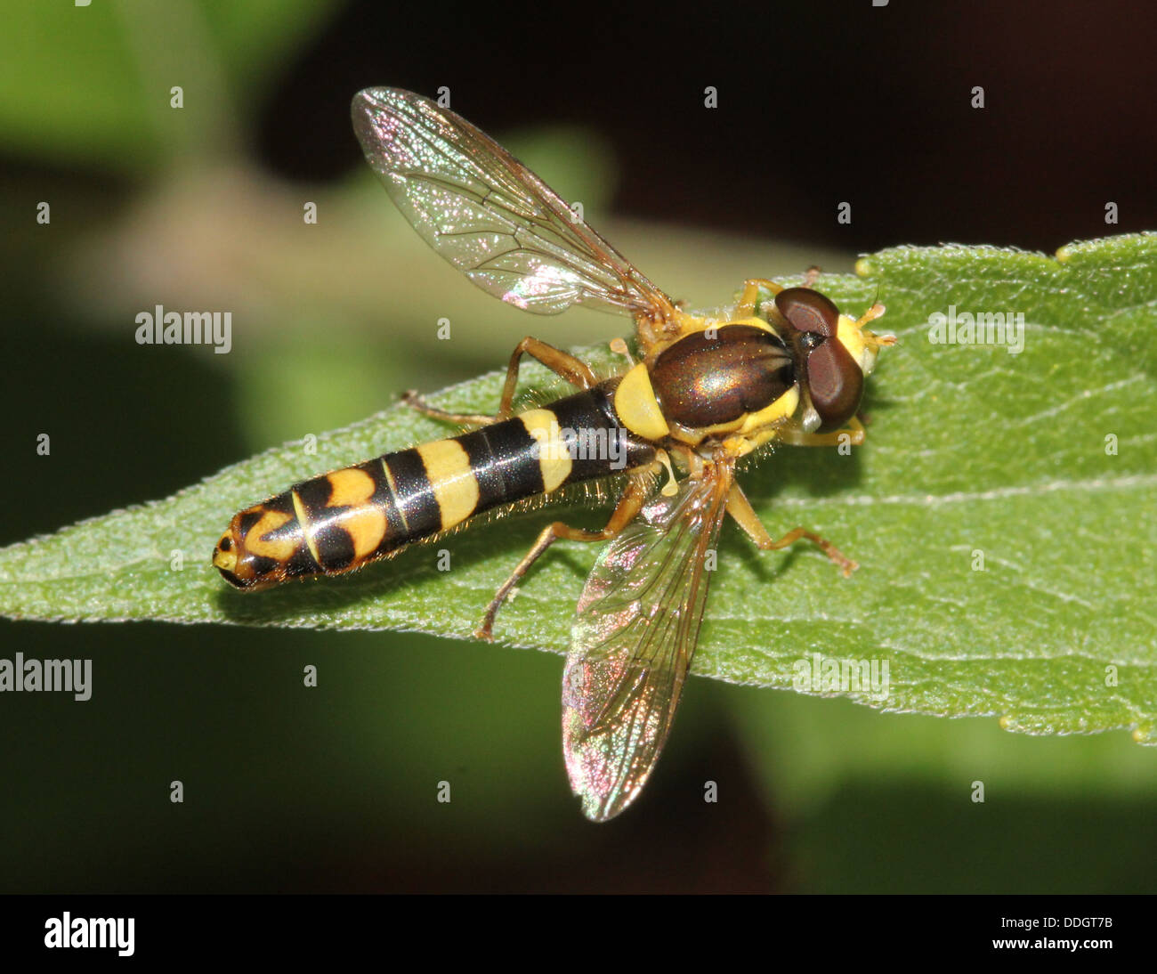 Long Hoverfly (Sphaerophoria scripta Stock Photo - Alamy