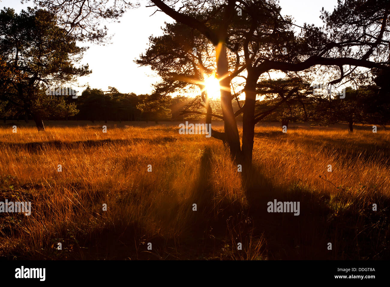Sun light through tree hi-res stock photography and images - Alamy