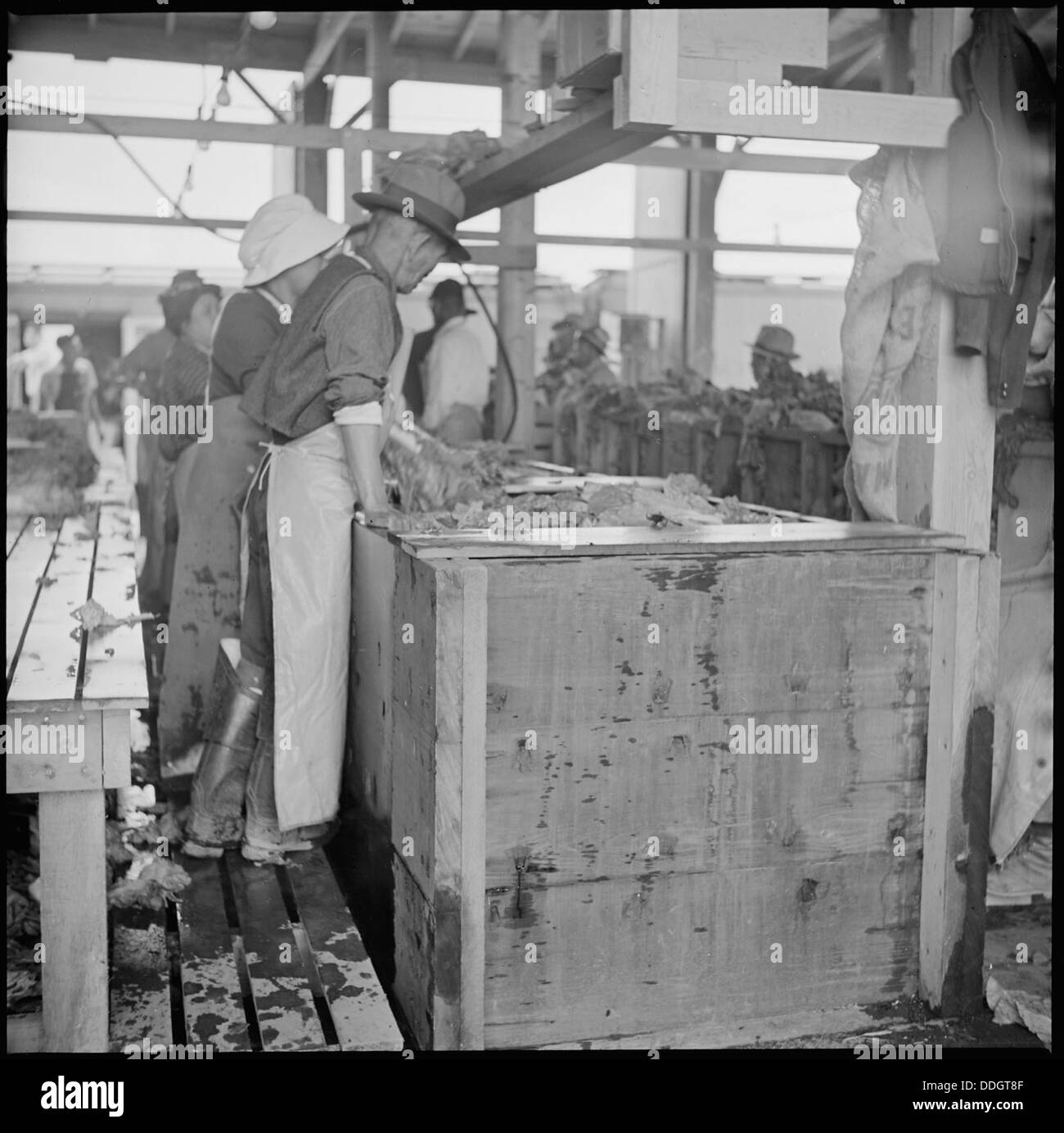 This photo depicts workers washing vegetables in a packing shed at the ...