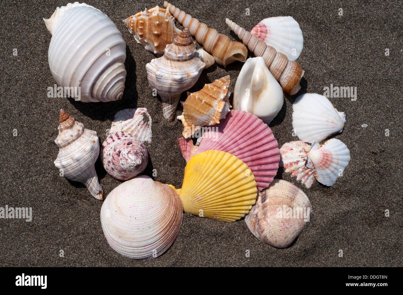 Sea shells on the sand beach Stock Photo - Alamy