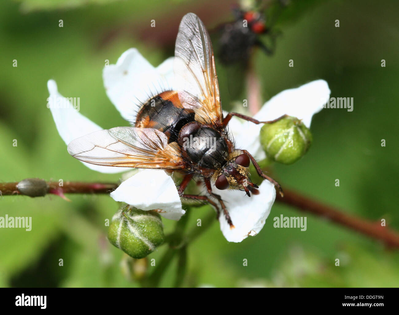 Tachinaire hi-res stock photography and images - Alamy