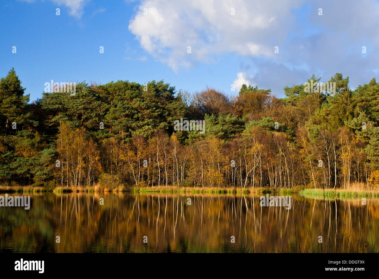 reflection of autumn forest in lake Stock Photo - Alamy