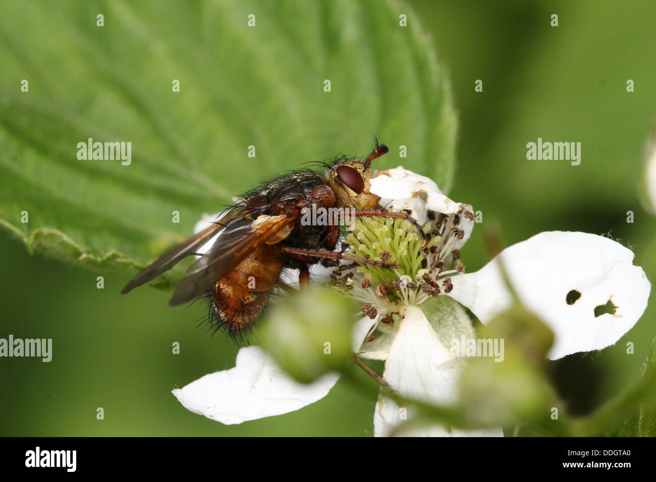 Tachinaire hi-res stock photography and images - Alamy