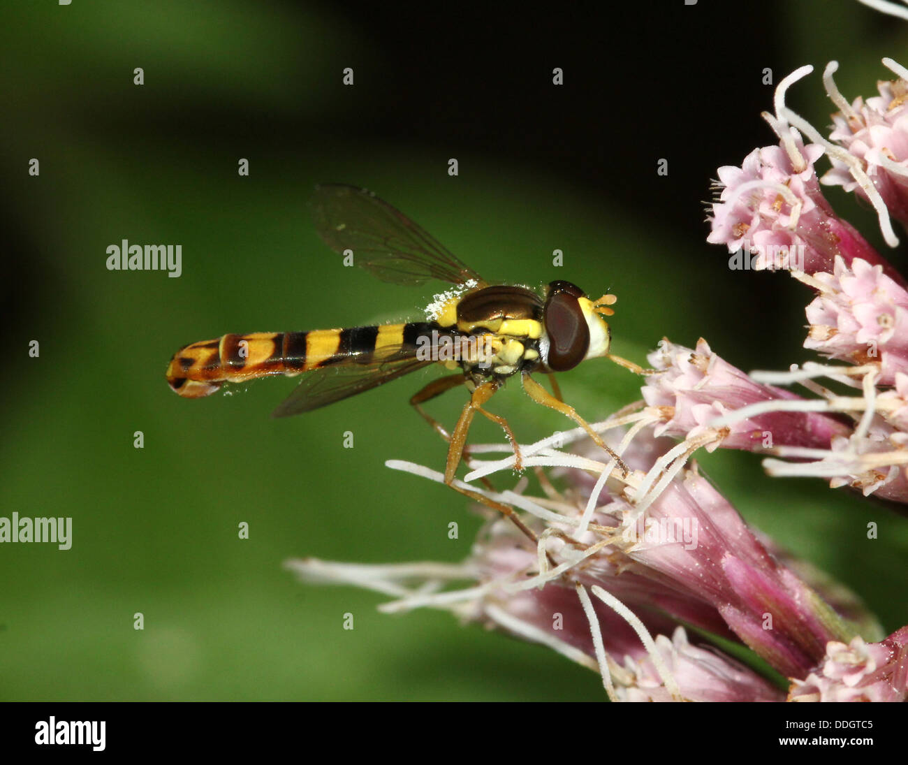 Long Hoverfly (Sphaerophoria scripta Stock Photo - Alamy