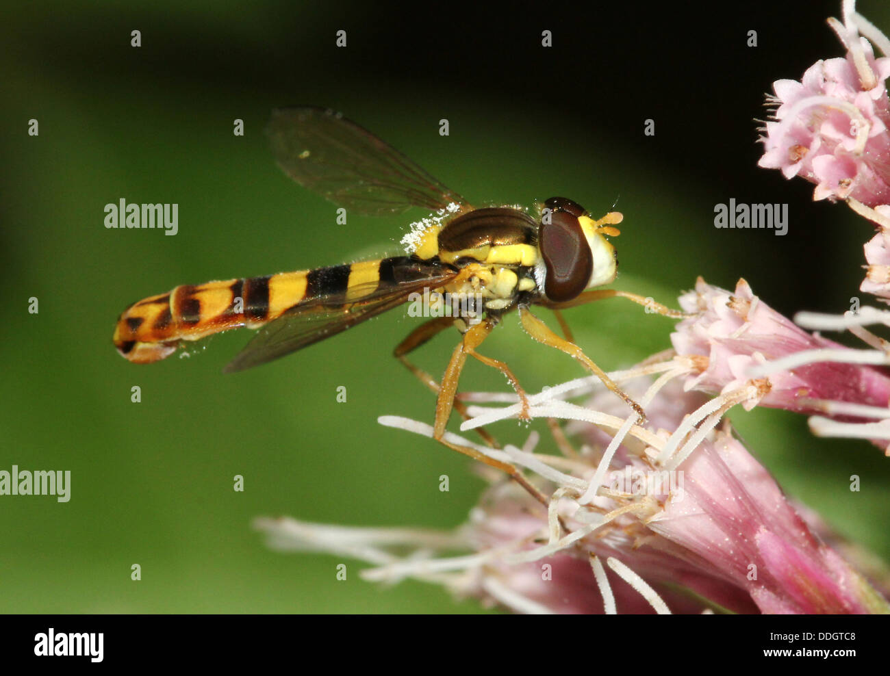 Long Hoverfly (Sphaerophoria scripta Stock Photo - Alamy