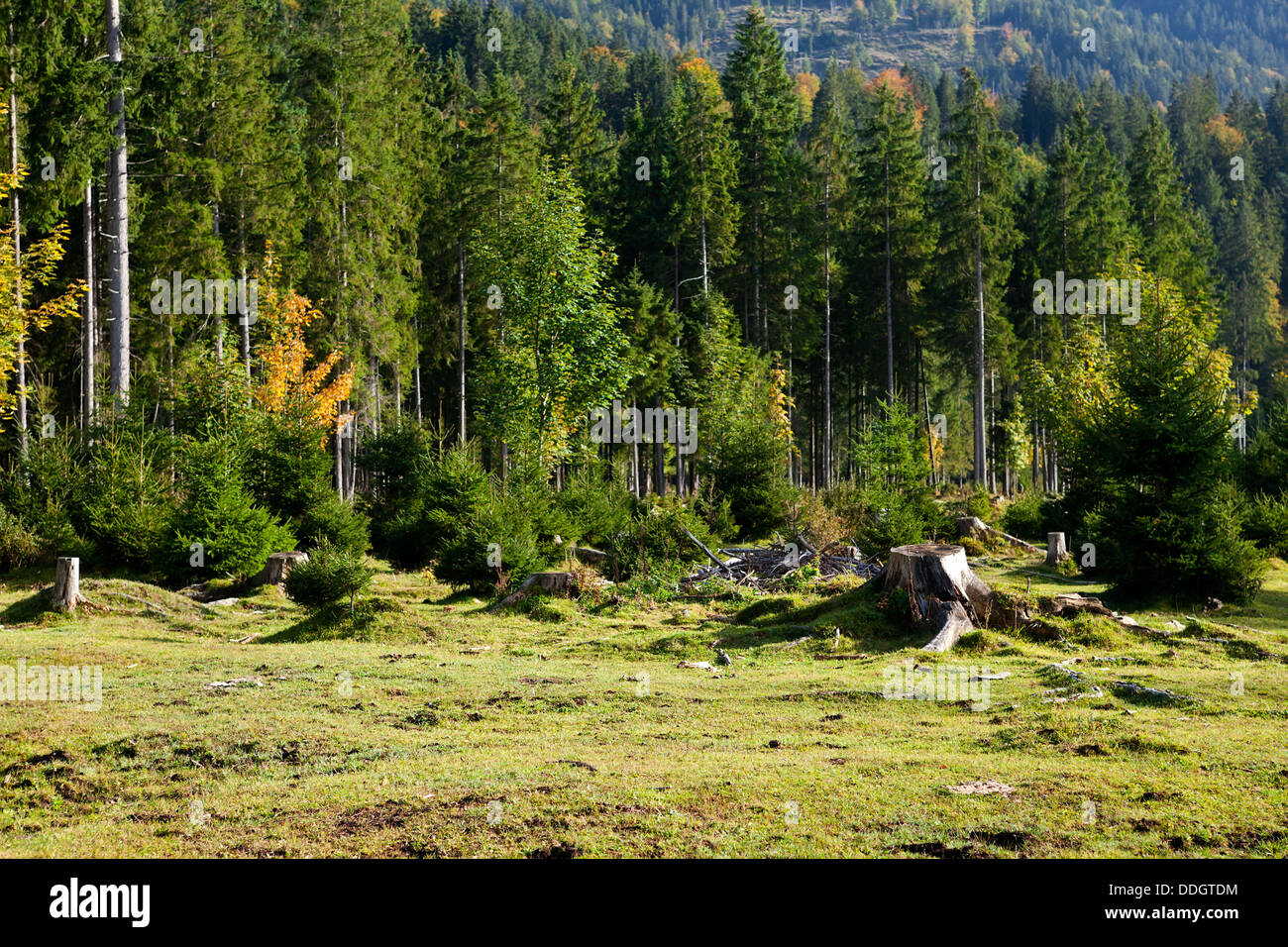deforestation in Alps Stock Photo - Alamy